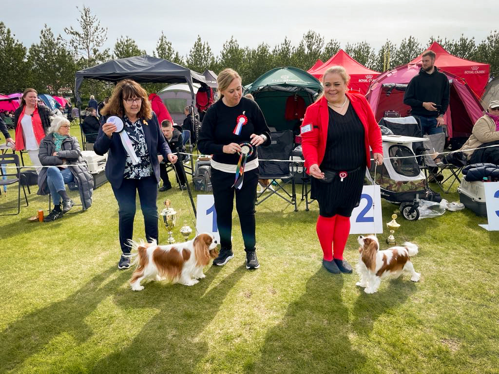 NKU Norðurlandasýning 10. ágúst 2024 | Cavalierdeild HRFÍ